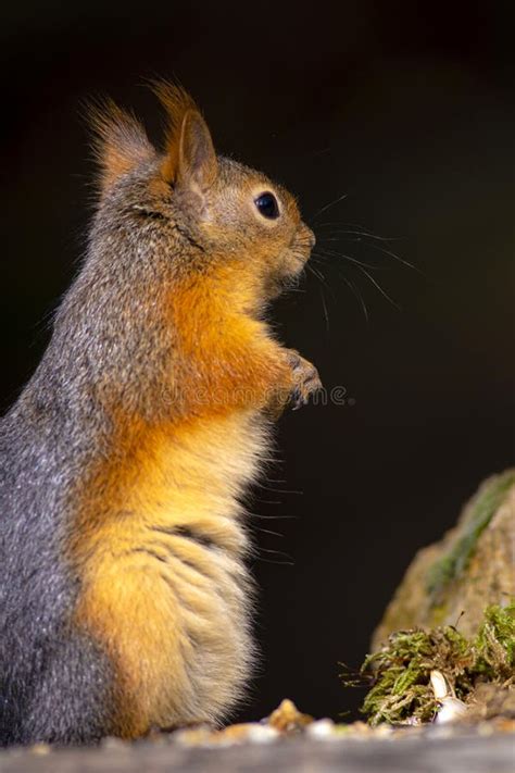 Cute Squirrel Nature Background Caucasian Squirrel Sciurus Anomalus