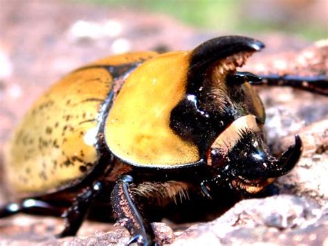 ティティウスシロカブトムシ写真集 成虫編