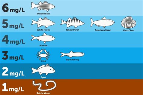 Dissolved Oxygen Understanding Its Importance In Water Quality Dissolved Oxygen Understanding Its Importance In Water Quality