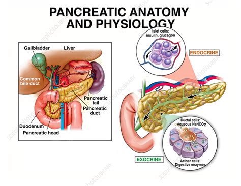 Human Pancreas Anatomy And Physiology An Overview Of The Anatomy