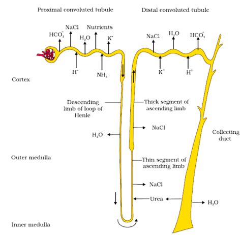 Excretory Products And Their Elimination Class 11 Notes Biology