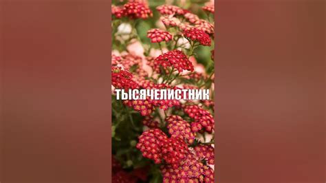 Ч2 КРАСИВЫЕ ЦВЕТЫ которые цветут ВСЕ ЛЕТО Многолетние САДОВЫЕ ЦВЕТЫ красивые цветы сад