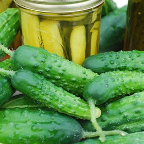 Early Fortune Cucumber Seeds Seedsheirloom