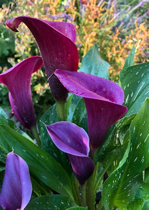 შროშანი კალა Purple Spirit იასამნისფერი ბოლქვის ფასი 10 ლარი ბოლქვის