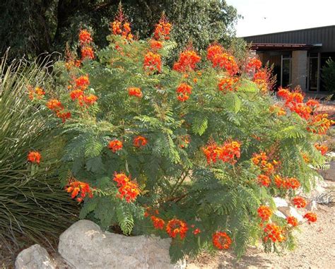8 Red Mexican Bird Of Paradise Caesalpinia Seeds Xeriscape Plants