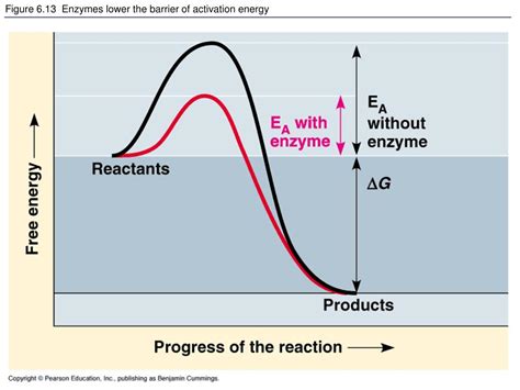Enzymes Lower The Activation Energy Of A Reaction By At Alice Pace Blog