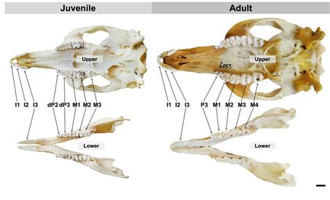 Why Do Humans Grow Two Sets Of Teeth These Marsupials Are Rewriting