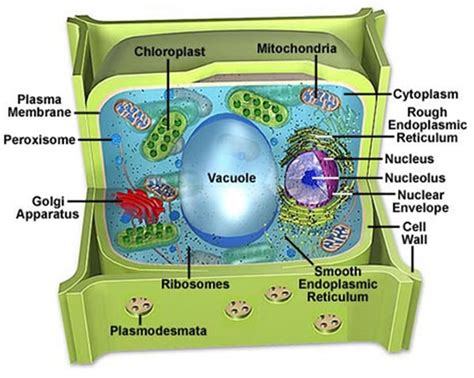 Vacuole In A Cell