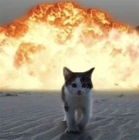 Create Meme The Explosion Cat Explosion Cat On The Background Of An