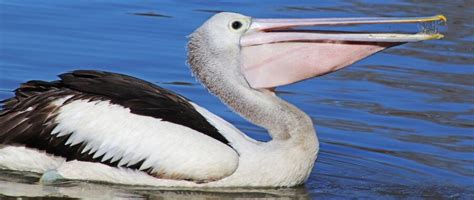 The Wonderful Pelican Critter Science