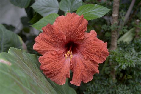 Github Caibolun Rog Edge Structure Preserving Smoothing Via