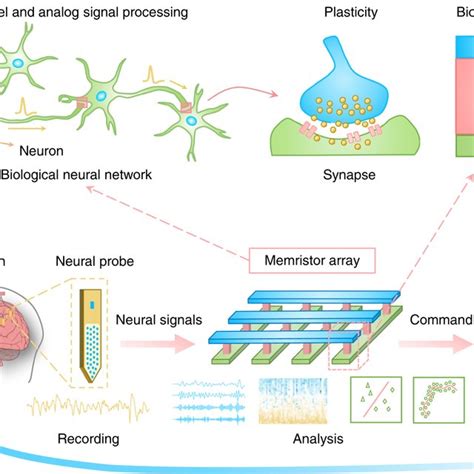 The Implementation Of Memristor Based Neural Signal Analysis System A Download Scientific