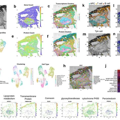 Integrated Spatial And Single Cell Profiling Of A Human Skin Biopsy Download Scientific Diagram