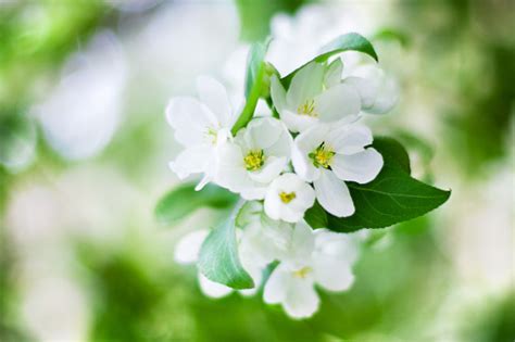 개화 사과 나무 흰 꽃과 녹색 나뭇잎 흐린 Bokeh 배경 가까이 벚꽃 무리 매크로 화창한 봄 과수원 정원 여름 꽃 디자인 신선한 녹색 단풍 복사 공간 0명에 대한 스톡