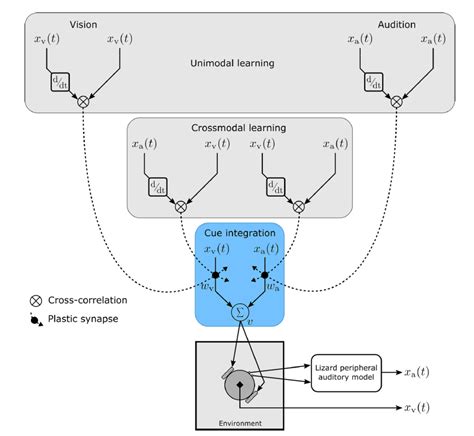 Multisensory Integration Ens Lab