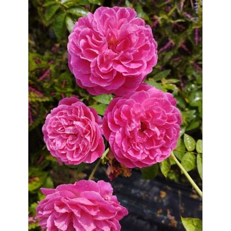 Pokok Bunga Ros Pink Shopee Malaysia