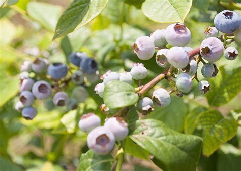 フルーツランド ポミエ 体験 みなかみ町観光協会 みなかみパーフェクトガイド