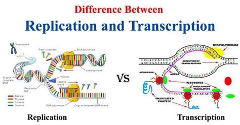 Difference Between DNA Replication And Transcription Laboratoryinfo