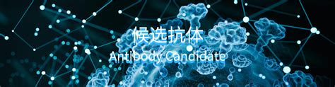 Adc抗体 成都仁域生物技术有限公司