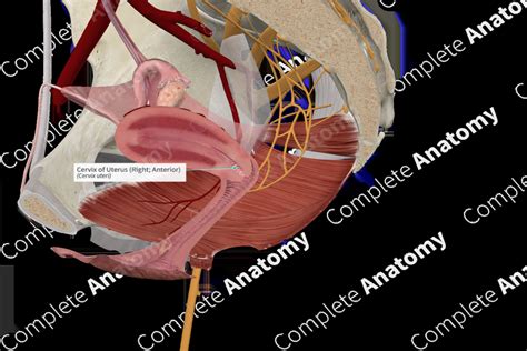 Cervix Of Uterus Right Anterior Complete Anatomy