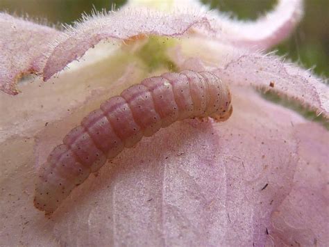 Pink Bollworm Pictures Az Animals