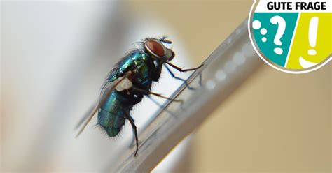 Warum Sind Fliegen So Nervig Schwer Zu Fangen Und Fliegen Immer Gegen