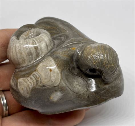 Coiled Nautiloids Malahide Formation Fossil Database