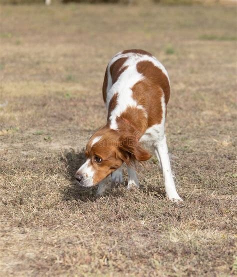 French Brittany Puppies