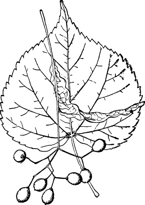 Ornamental Tilia Cordata Perennial Plant With Branch And Flowers Vector Flowers Cordata
