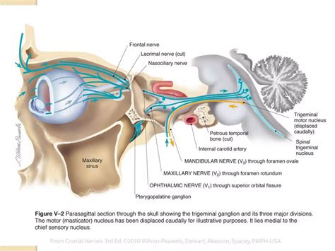 Ophthalmic Nerve Pptx
