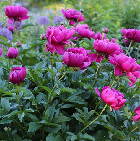Blog Planting Peonies Growing Peonies Peonies Garden