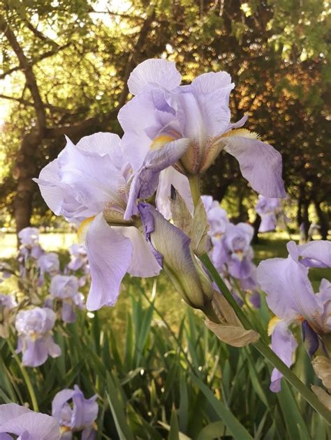 Sensitive My Pictures Picture Plants