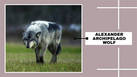 25 Types Of Wolves Species Identification With Pictures