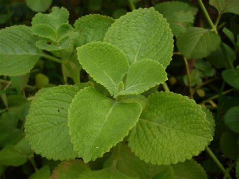 Cuban Oregano Characteristics Care Uses And Medicinal Benefits