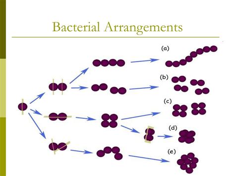 Ppt Prokaryotic Cells Powerpoint Presentation Free Download Id1211316