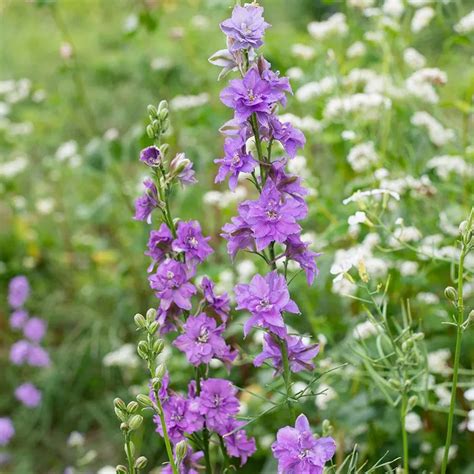 9 Gorgeous Larkspur Color Varieties To Add Elegance To Your Flower Beds
