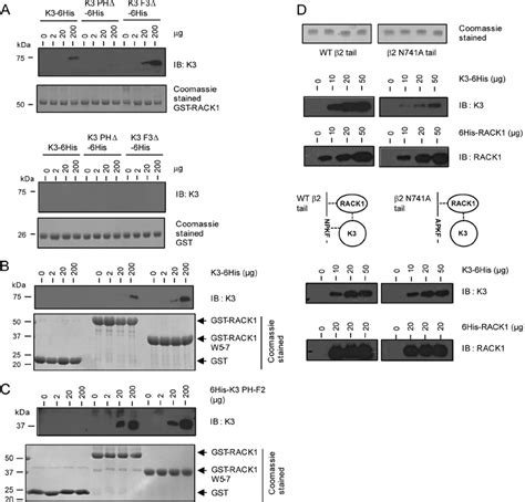 Pulldown Assays Using Recombinant Kindlin 3 K3 And Rack1 Proteins Download Scientific