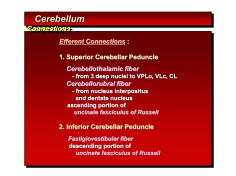 Cerebellum Final Pptppt