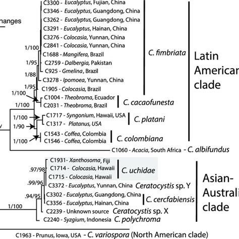 E One Of Six Most Parsimonious Trees Of 379 Steps Based On The Its Rdna