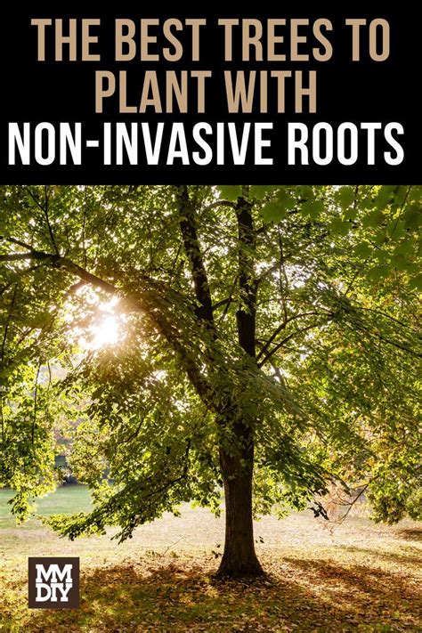 6 Trees To Plant With Non Invasive Roots Plus 3 To Avoid Artofit