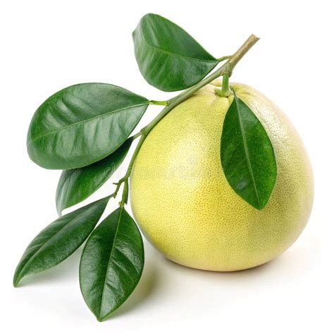 Fresh Pummelo With Leaves Isolated On White Background Stock Illustration Illustration Of