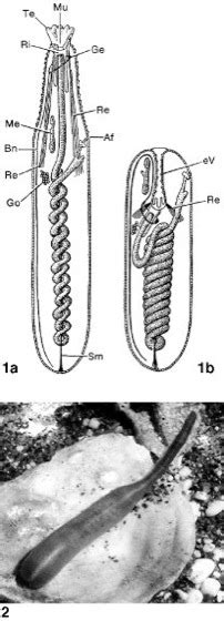 Sipunculida Lexikon Der Biologie