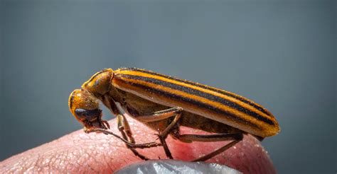 Blister Beetle Blisters