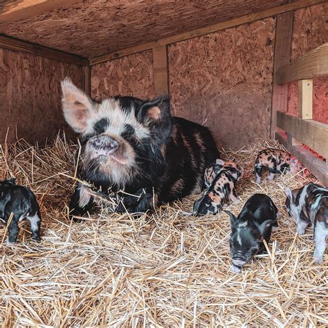 Panda Circle C Jenny 1 Halbert Farm