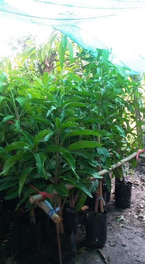 กิ่งพันธ์อกร่องพิกุลทอง เขียว3รส กิ่งมะม่วงน้ำดอกไม้