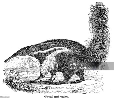 Great Anteater Engraving 1893 High Res Vector Graphic Getty Images