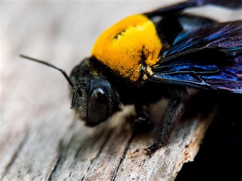 A Vibrant Yellow And Black Carpenter Bee With Iridescent Wings Rests On