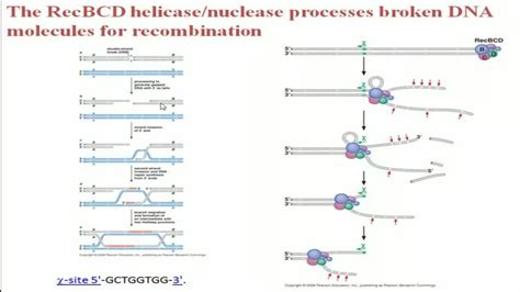 Types Of Dna Recombination Pptx