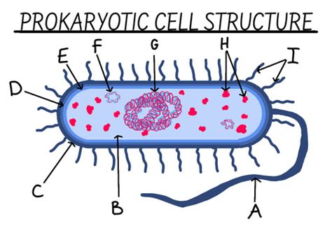 Lecture Week Prokaryotic Cell Structure Flashcards Quizlet
