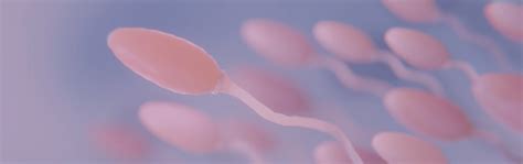 Pruebas De Fertilidad